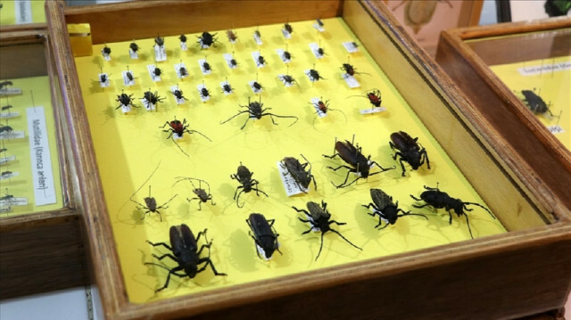 '44 new insect species discovered in Turkey'