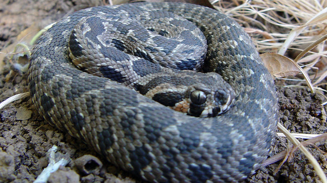 Palestinian serpent becomes Israel’s national snake