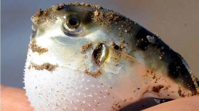 Alanya'da balon balığı yiyen adam yoğun bakıma alındı- Balon balığının ...